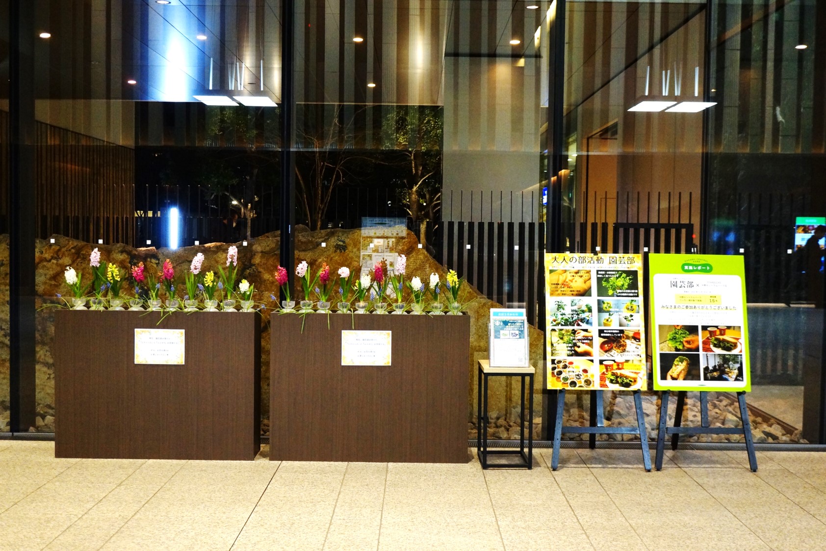 園芸部が育てたヒヤシンスとムスカリが開花！お花のお披露目会を行いました